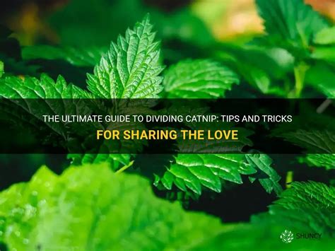 The Ultimate Guide To Dividing Catnip Tips And Tricks For Sharing The