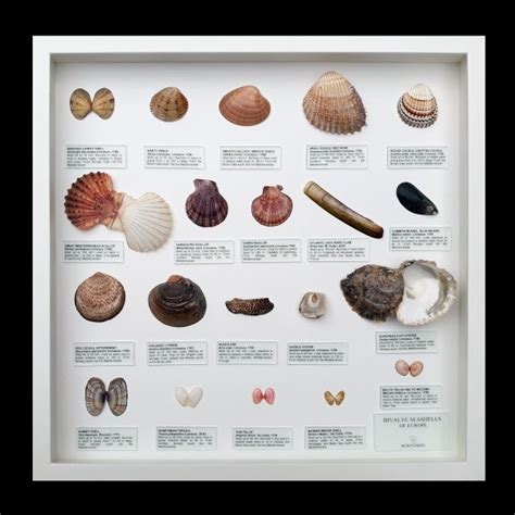 Bivalve Seashells Of Europe