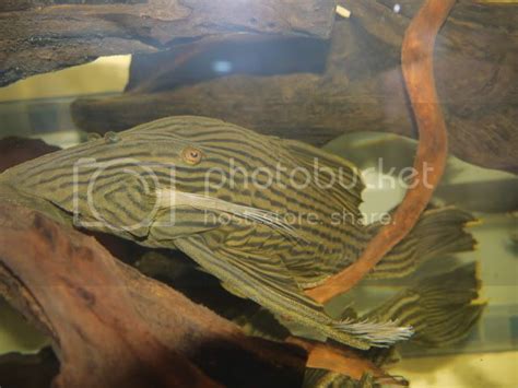 How Do You Tell The Sex Of A Royal Plecostomus