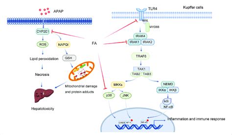 Multitarget Role Of Ferulic Acid In Apap Mediated Hepatotoxicity