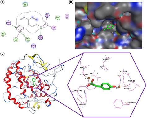 The Docking Results Of Tyrosinase‐s P‐ca System A Two‐dimensional
