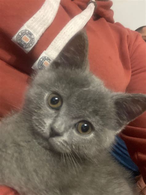 Шотландська прямовуха короткошерста дівчинка 2 000 грн Коти Кременець на Olx