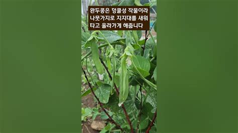 완두콩키우기 완두콩재배방법덩쿨작물콩키우기growing Peas Youtube 완두콩키우기 완두콩재배방법덩쿨작물콩키우기growing Peas Youtube