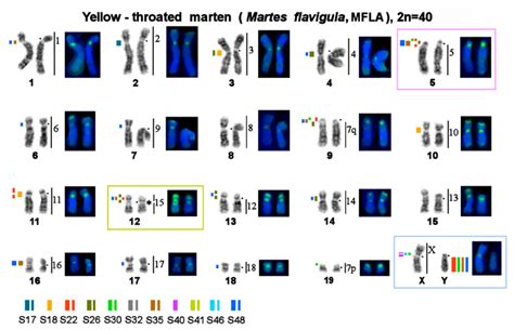 Localization Of Repetitive Macrosatellite Sequences In The Genome Of