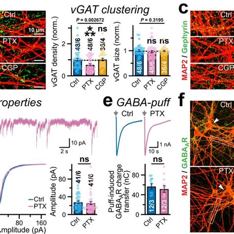 Induced Gabaergic Synapses Mature Rapidly In Parallel With