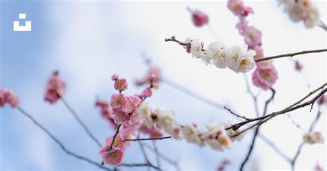 푸른 하늘을 배경으로 흰색과 분홍색 꽃이 피는 나뭇가지 사진 Unsplash의 무료 파랑 이미지