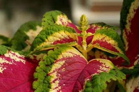 彩叶草病害防治方法 花百科