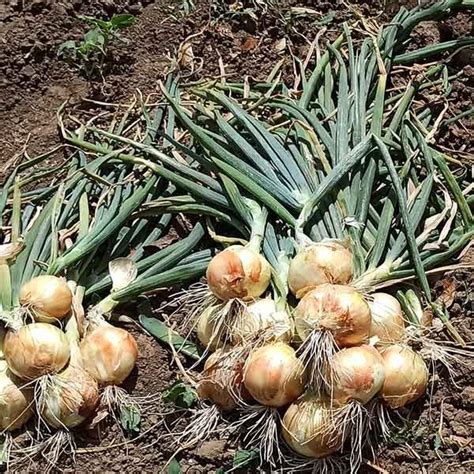 Onion Fenix Ricerca Produzione E Vendita Sementi