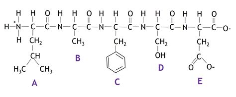solved below is the structure of a peptide which residue s