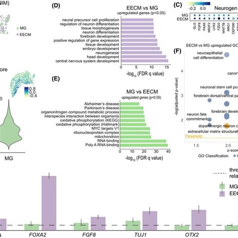 Comparison Of Organoid Maturation And Cellular Diversity By Scrna‐seq