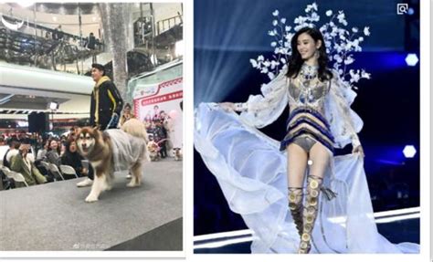 王思聰愛犬身穿奚夢瑤維密秀同款走t台，現場一片沸騰 每日頭條