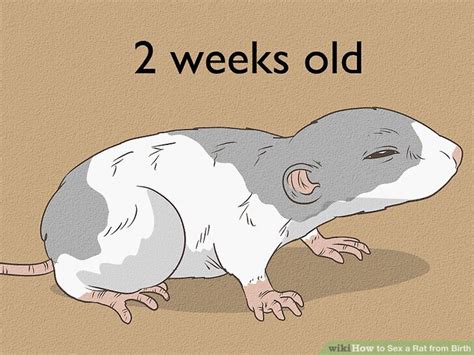 How To Sex A Rat From Birth 11 Steps With Pictures WikiHow