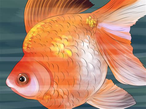 How To Tell If A Goldfish Is Pregnant Steps With Pictures