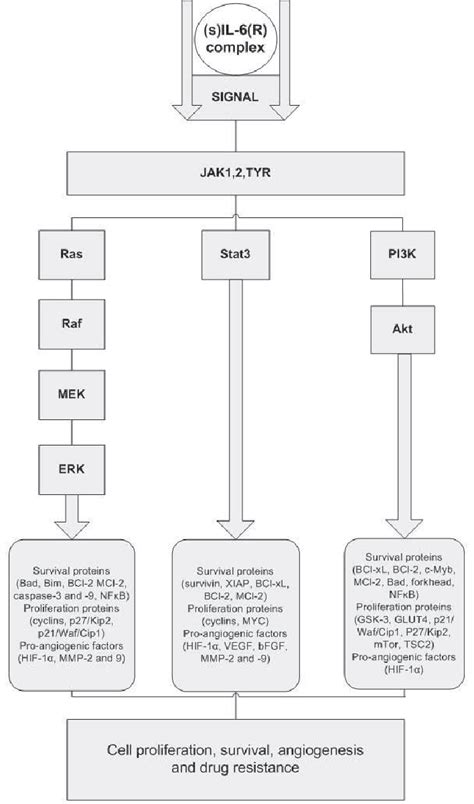 Figure 1 From Interleukin 6 Interleukin 6 Receptor Pathway As A New Therapy Target In Ovarian