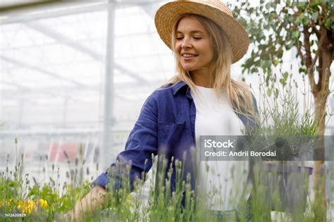 밀짚 모자를 쓴 아름다운 여성이 온실에서 라벤더 꽃을 선택합니다 45 49세에 대한 스톡 사진 및 기타 이미지 45 49세 개화기 검사 보기 Istock