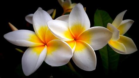 プルメリアの花言葉は怖い？ハワイ語の意味