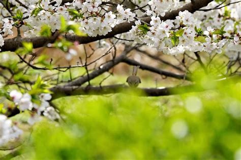 ももちゃんの花結び・・・ 桜ウグイス