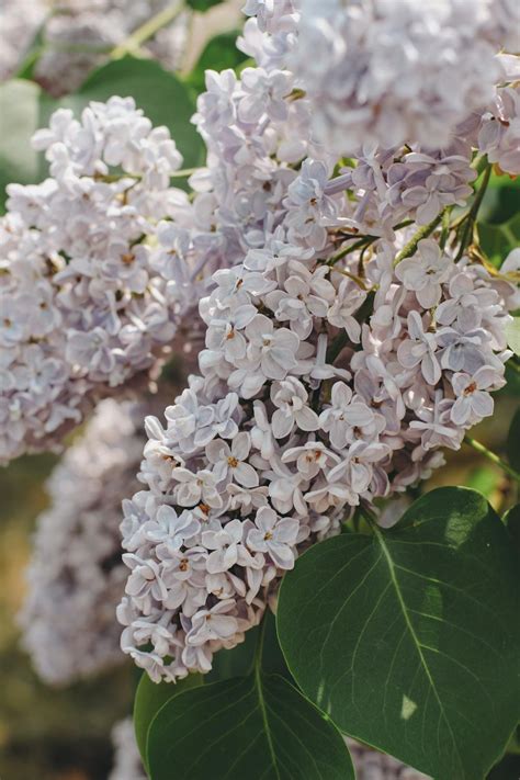 계절 관목 관상용 식물 꽃 꽃무늬 꽃이 만개한 꽃이 피는 꽃잎 나무 나뭇잎 다년생 라일락 바이올렛 보라색 봄 상세한 섬세한 성장 수수께끼