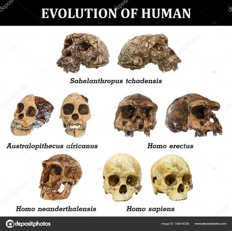 Homo Erectus Skull Vs Homo Sapien Skull