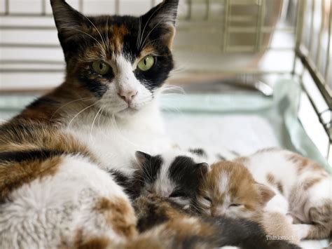 What To Expect When Your Cat Is Pregnant Page 2