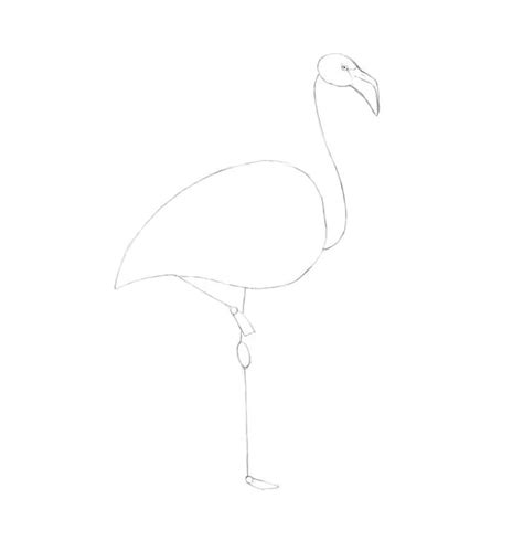 How To Draw A Flamingo Envato Tuts