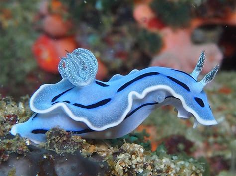 Sea Slug Album On Imgur