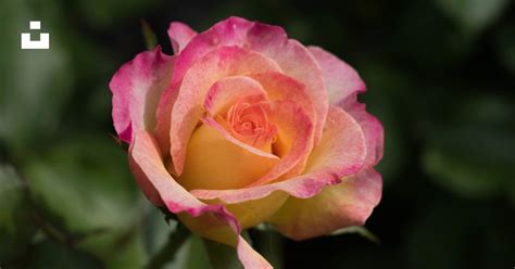 녹색 잎이 있는 분홍색과 노란색 장미 사진 Unsplash의 무료 브런즈윅 이미지