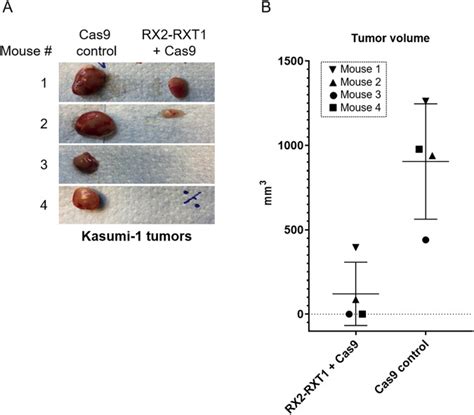 Dual Intron Targeted Crispr Cas9 Mediated Disruption Of The Aml Runx1