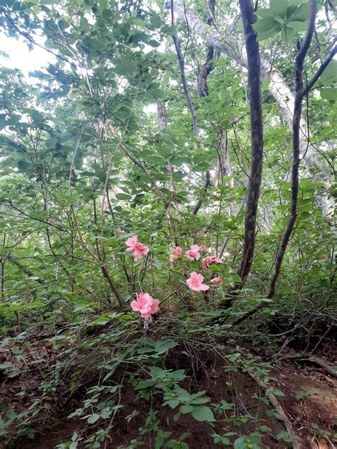 斑尾山・大明神岳 Shimarin さんの斑尾山・信越トレイル（斑尾山・赤池・希望湖）の活動データ Yamap ヤマップ