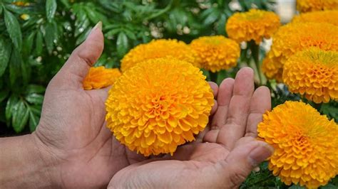 अगर खराब हो जाते हैं गेंदे के पौधे तो ये 3 हैक्स आएंगे काम What To Do