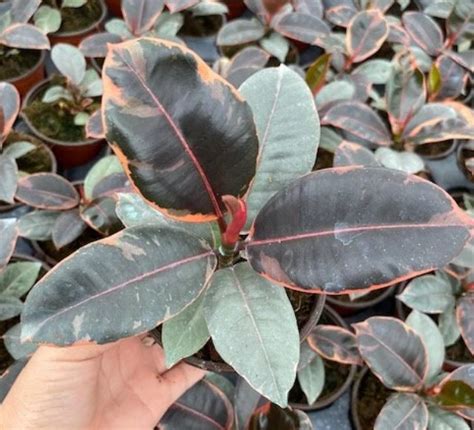 Ruby Ficus Variegated Marchs Plant Of The Month Coollective Plants