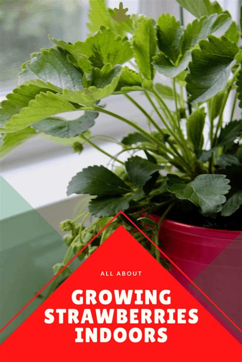 Growing Strawberries Indoors Artofit