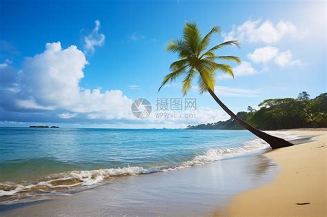 海边的热带树木高清图片下载 正版图片600541316 摄图网