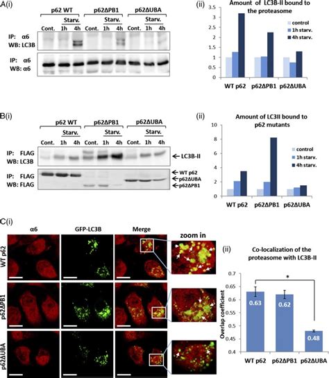 P62 And Ubiquitin Dependent Stress Induced Autophagy Of The Mammalian