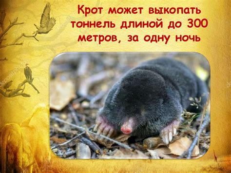 Интересные факты о животных презентация онлайн