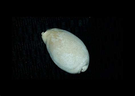 Florida Fossil Cypraea Cowrie Sea Shell All Natural Color Etsy