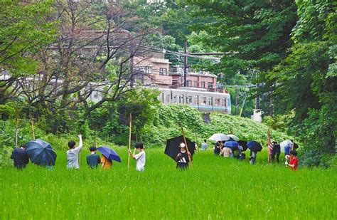 近代農業の礎ケルネル田圃 目黒駒場野公園 筑駒生継承伝統の実習東京新聞デジタル