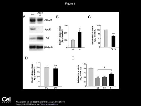Apoe Promotes The Proteolytic Degradation Of Aβ Ppt Download