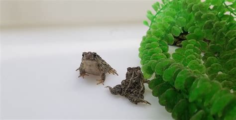 Wyoming Toad 2 2021