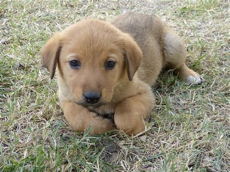 犬の水頭症の正しい知識。原因や症状、治療方法から予防法まで わんちゃんホンポ