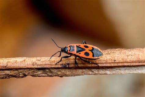Fire Bug Pyrrhocoridae Heteroptera Free Photo On Pixabay