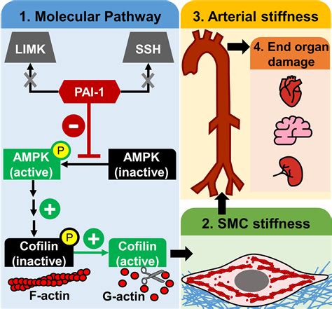 Pai 1 Regulates The Cytoskeleton And Intrinsic Stiffness Of Vascular