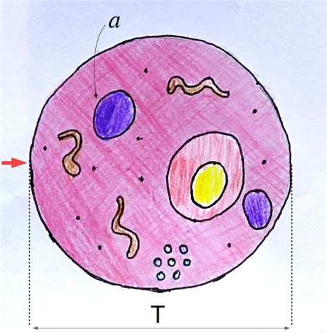 Diagram And Notations Used In The Discussion Of The Projection
