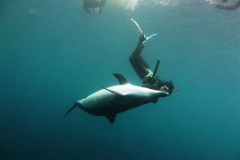 海豚（イルカ）な毎日♪♪シーズン到来！！ 素潜ら～z We Are Dolphinswimmers 楽天ブログ