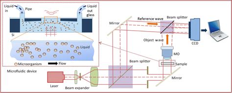Schematic Of The Off Axis Digital Holographic Microscopy Dhm