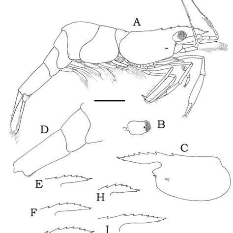 B Macrobrachium Macrobrachion Download Scientific Diagram