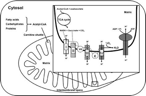 Schematic Representation Of The Mitochondrion Detail Of The Electron