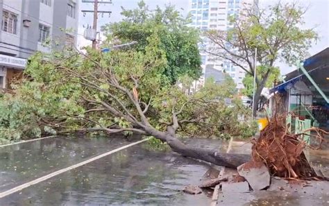 Vídeo Chuva Forte E Ventos De Até 44 Km Derrubam árvores E Alagam Ruas