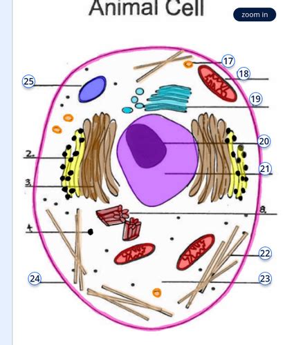 cell structure and function flashcards quizlet