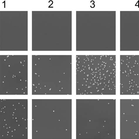 Sem Images 2 6 2 6 Mm 2 Of The Substrates After The Deposition Of Download Scientific